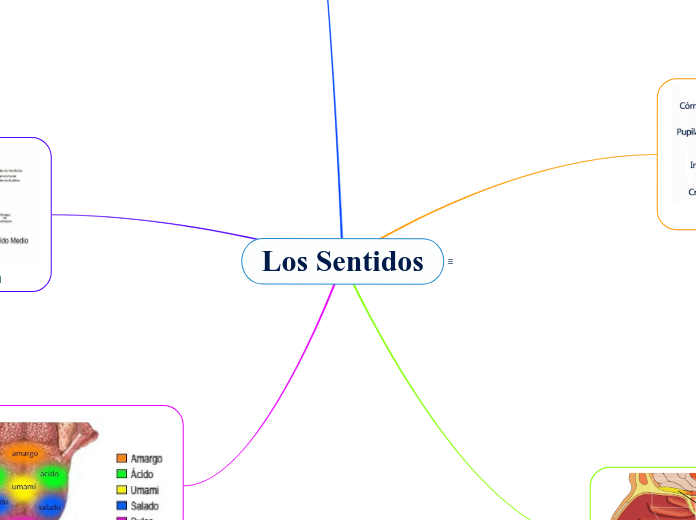 Los Sentidos - Mind Map